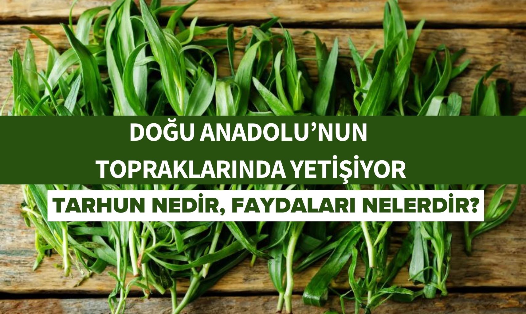 Tarhun Otu Nedir? Doğu Anadolu Topraklarında Yetişen Tarhun Faydaları