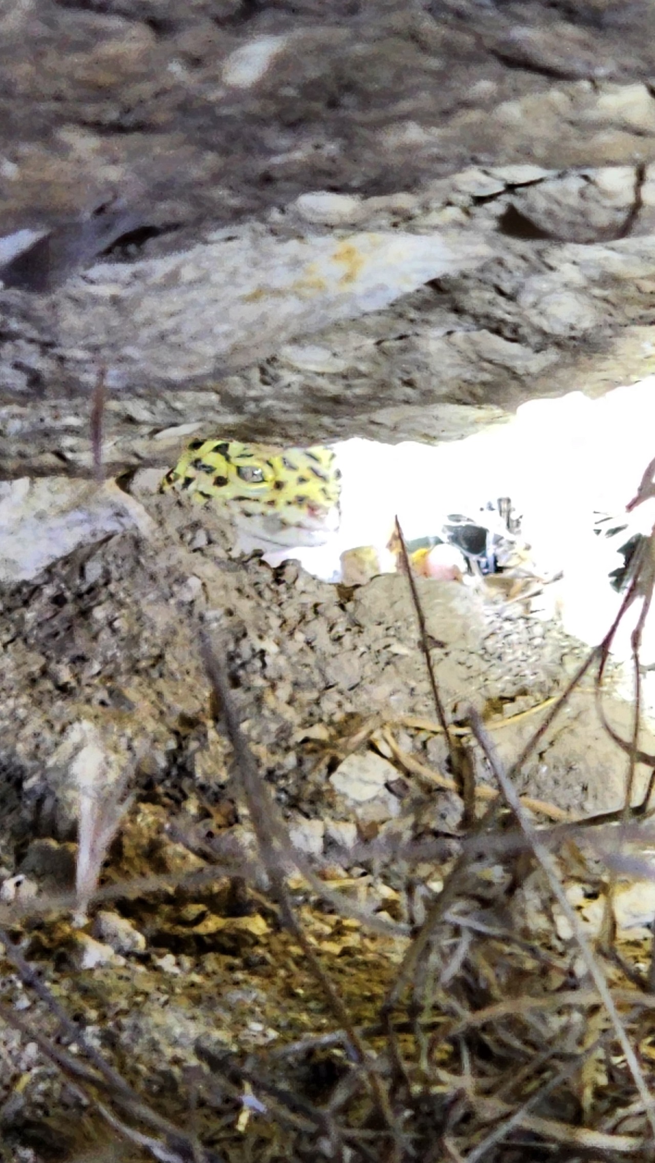 Li Şanliurfayê gumgumoka belek hat dîtin