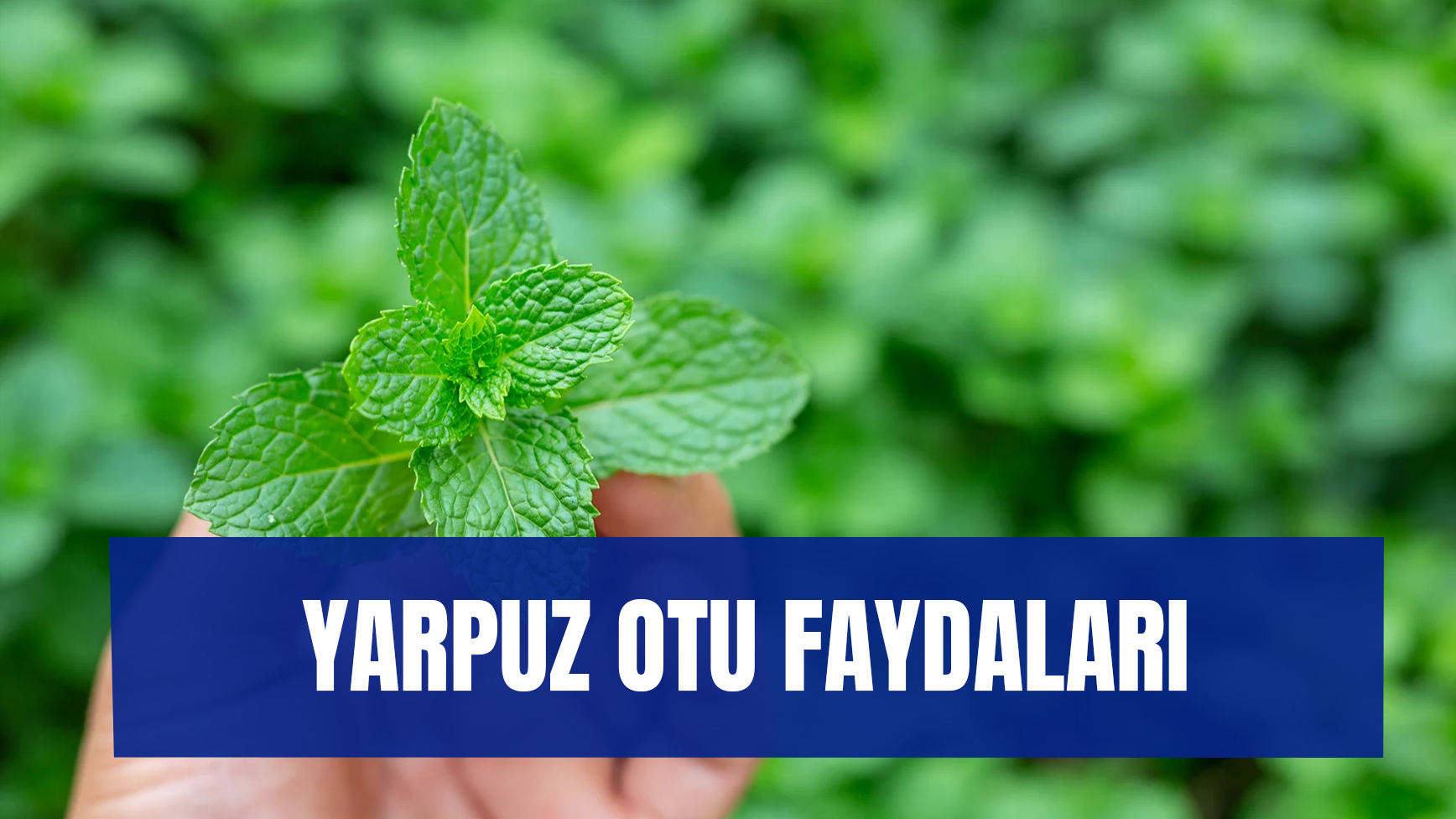Diyarbakır’ın şifa kaynağı otu: Yarpuz bitkisinin faydaları nelerdir?