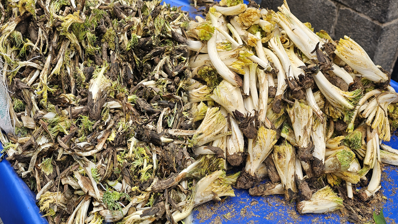 Diyarbakır’da Kenger tezgaha indi